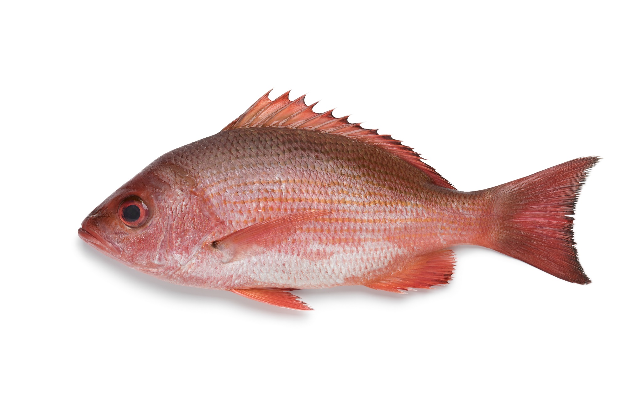 Red Snapper – Bourgeois – Bourzwa – Seylapes