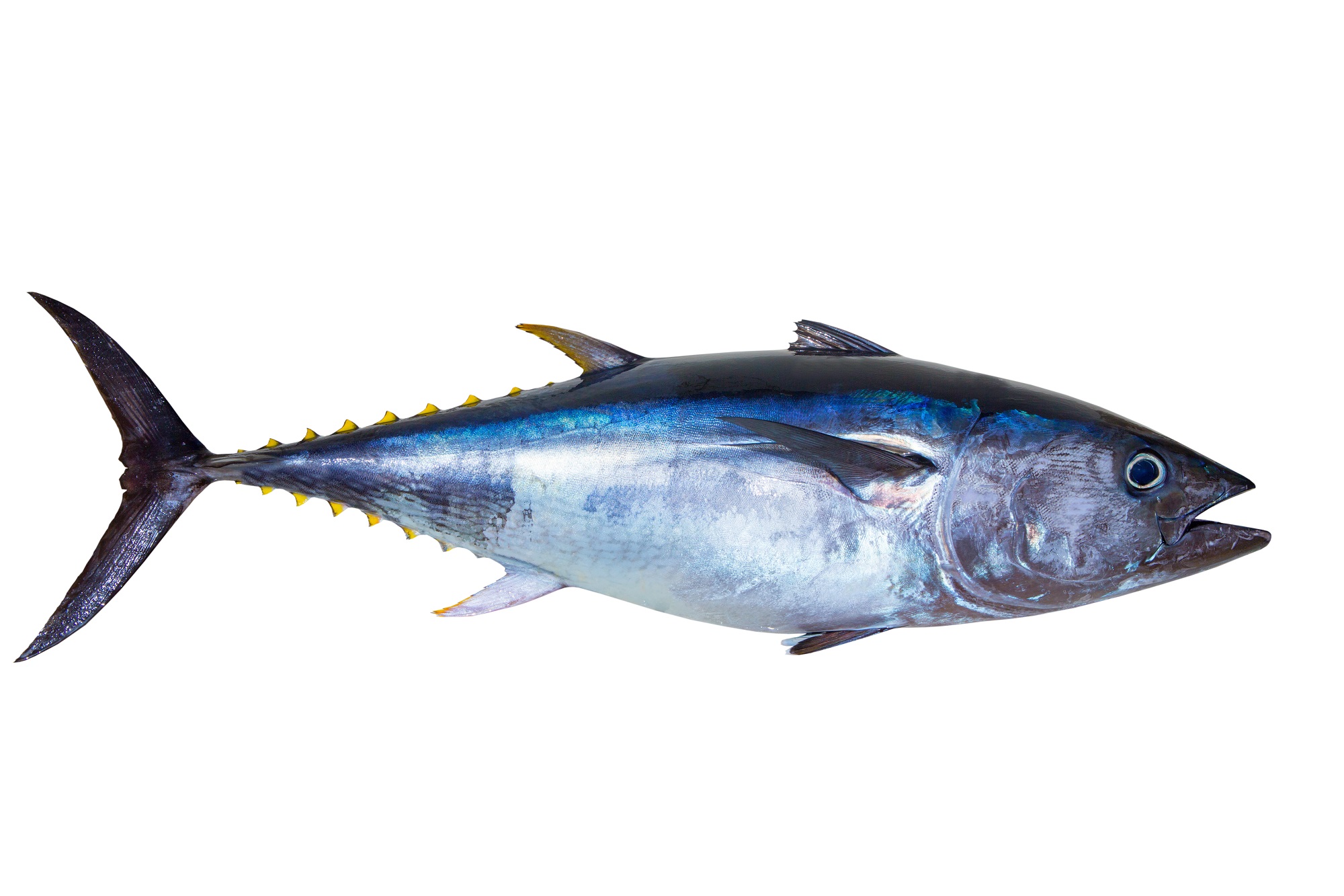 Tuna – Thon – Ton – Seylapes